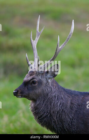 Adult male sika deer stag in Nara Japan Stock Photo - Alamy