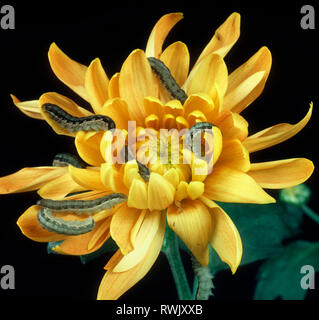 Lesser armyworm Spodoptera exigua caterpillar on a cotton flower Stock ...