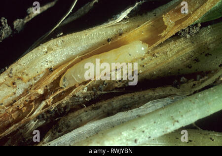 Wheat bulb fly (Delia coarctata) pest larva exposed in a wheat stem ...