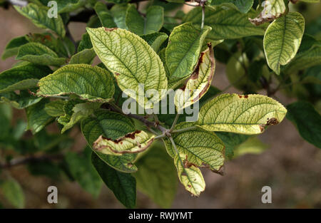 Interveinal chlorosis on leaves of and apple in fruit, symptoms of iron ...