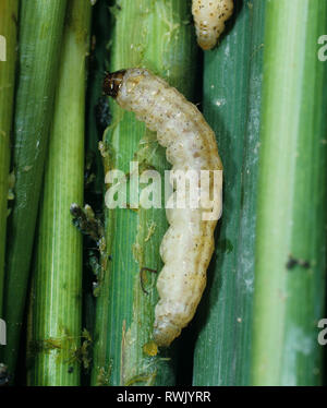 Asiatic stem borer or striped rice stem borer, Chilo suppressalis ...