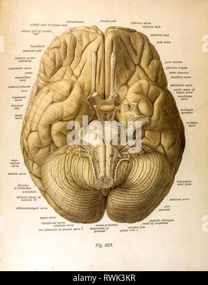 Illustration of the underside of the human brain Stock Photo - Alamy