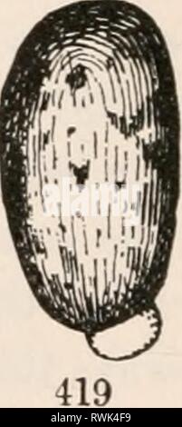 Whole Nutmeg seeds, mace or aril in stone mortar on light blue ...