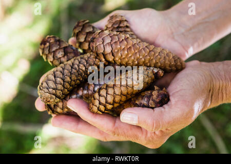 A beautiful view of pine cones growing on the branches of the tree on a ...