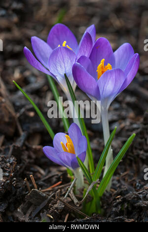 Crocuses (Crocus sp.), purple, in a meadow, Berlin, Germany, Europe ...