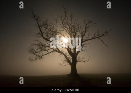 oak tree suffering from dieback, Sussex, UK, January Stock Photo - Alamy