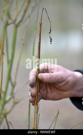 Withering shoots of an ash tree suffering from ash dieback fungus Stock ...