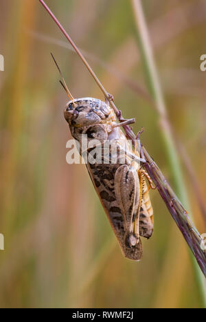 Grasshopper on Big Bluestem (Andropogon gerardi) grass seed head ...