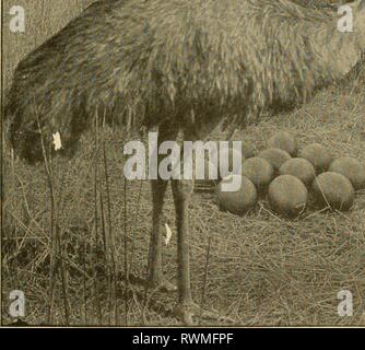 The Emu official organ Stock Photo - Alamy