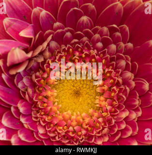 Fine pink and red gerbera Stock Photo - Alamy