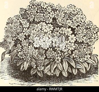 Mimulus moschatus, Musk Monkey Flower, growing in Surrey, UK. July ...