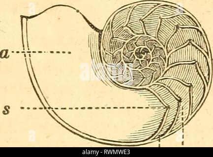 Drawing of Sepia officinalis Stock Photo - Alamy