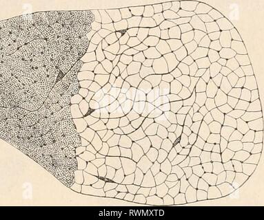 . Elektrophysiologie. Bau und Structur der Muskeln. 27 schichte. Einen ...