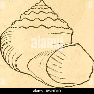 Turbo pica, Print Stock Photo - Alamy