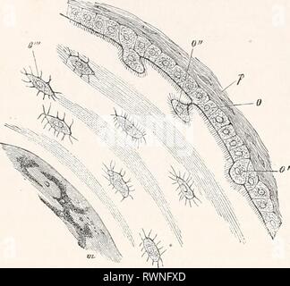 . Comparative anatomy. Anatomy, Comparative. THE SKELETAL SYSTEM 239 ...