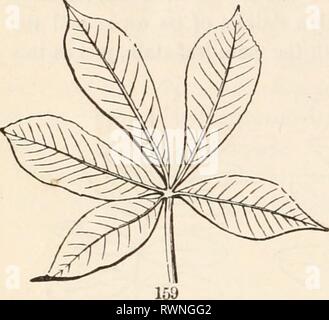 . The elements of botany for beginners and for schools. Botany. 58 two ...