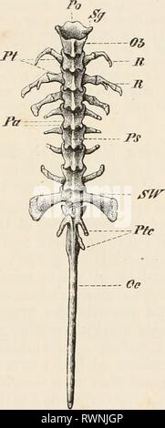 . Comparative anatomy of vertebrates. Anatomy, Comparative; Vertebrates ...