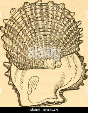 Avicula meleagrina, Print Stock Photo - Alamy