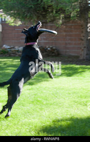 A black Labrador jumping in mid air catching a toy on a English Summers ...
