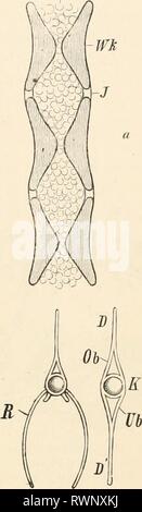 . Elementary text-book of zoology. . Vertebral Part. Sternal Part. the ...