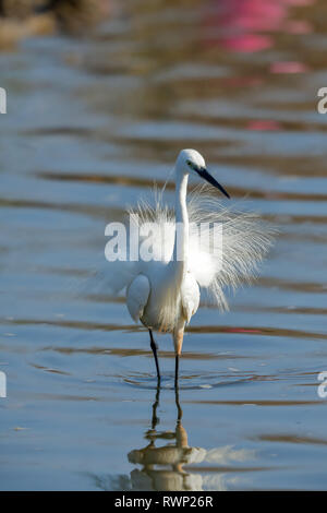 White heron wild sea bird, also known as great or snowy egret hunting ...
