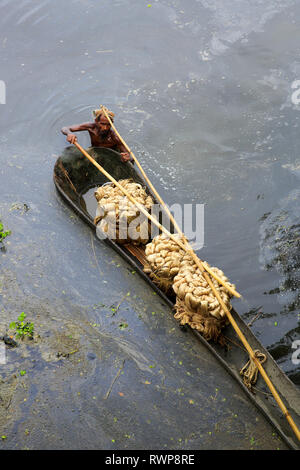 A palm tree boat also called donga carries jute fibres on a marsh in ...
