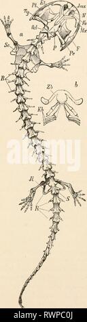 . Elementary text-book of zoology. . Vertebral Part. Sternal Part. the ...