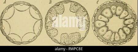 . Elementary text-book of zoology. AMPHIOXUS. 303 The brain has a ...