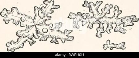 . Elements of Comparative Anatomy. Fig. 37. 1 Cell with a siliceous ...