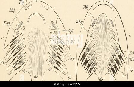 . Elementary text-book of zoology. . Vertebral Part. Sternal Part. the ...