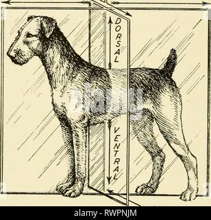. The biology of the protozoa. Protozoa; Protozoa. Fig. 199.—Types of ...