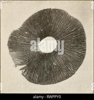 . Practical text-book of plant physiology. Plant physiology. 288 GROWTH ...