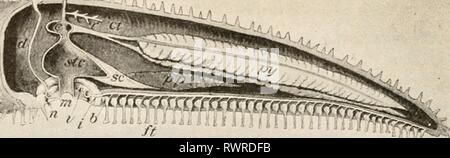 Pencil body under the microscope Stock Photo - Alamy