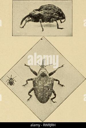 Elementary zoology (1902) Elementary zoology elementaryzoolog00kell ...