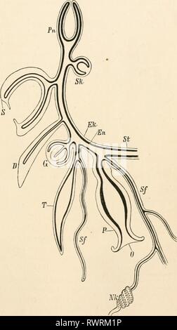. Elementary text-book of zoology. Highly magnified. acid. They are ...