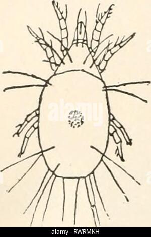 itch mite mites in skin 100x Stock Photo - Alamy