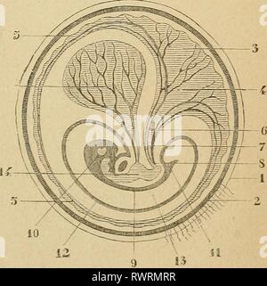 Coupe et profil de la redoute de Rosalie au Natchez prise sur la ligne A.B. aud lieu le 11 may ...