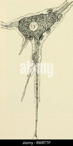 . Elements of histology. Histology. 264 Elements of Histology. 2)ost ...