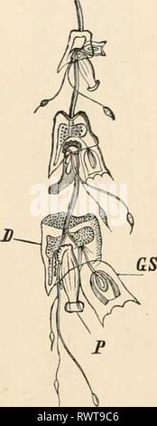 . Elementary text-book of zoology. CCELENTERATA. On agitation of the ...