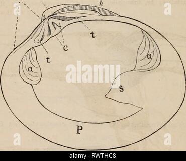 . Elements of zoölogy : a textbook. Zoology. Dorsal valve. Muscular ...