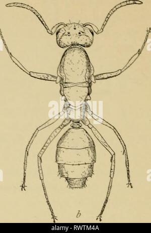 Elementary entomology (1912) Elementary entomology elementaryento00sand ...