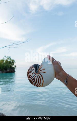 nautilus shell in the sea , sunrise, dark light Stock Photo - Alamy