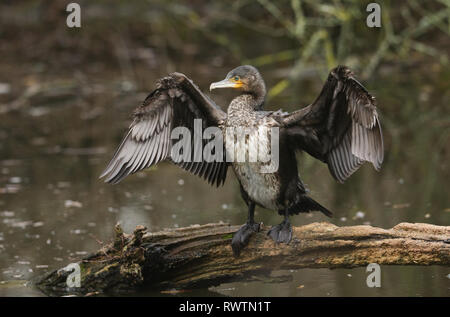 Cormorant flapping their wings in the water surface Stock Photo - Alamy