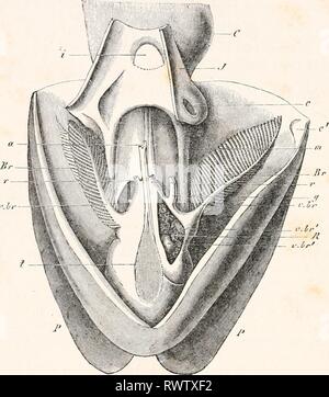 Drawing of Sepia officinalis Stock Photo - Alamy