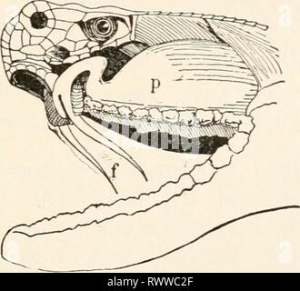 Dissection of head of rattlesnake Stock Photo - Alamy