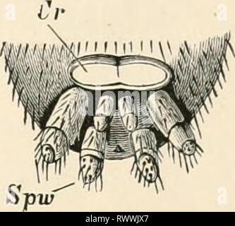 . Elementary text-book of zoology. 394 CHORD AT A. in orbits which are ...