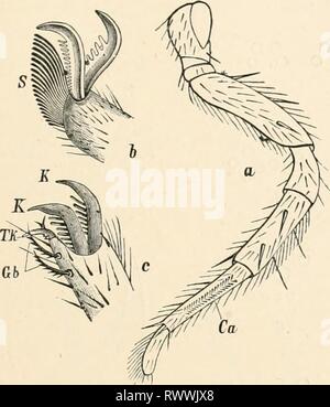 . Elementary text-book of zoology. 394 CHORD AT A. in orbits which are ...