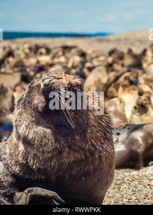 Sea lions baby, Peninsula Valdes, Patagonia, Argentina Stock Photo - Alamy