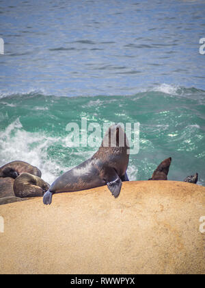 Sea wolf on the rocks in Cabo Polonio, coast of Uruguay Stock Photo - Alamy
