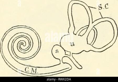 Tensor tympani muscle Stock Photo - Alamy